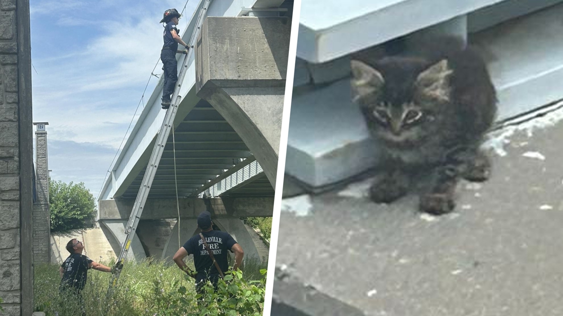 Kitten rescued from ledge of Illinois railway overpass | wqad.com