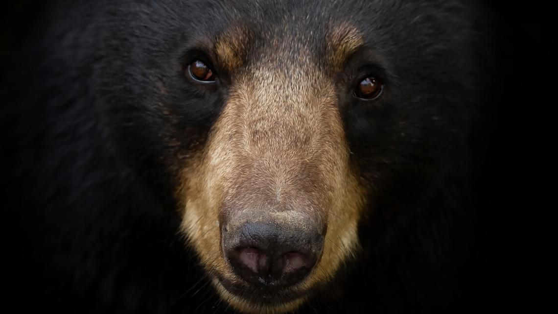 DNR: Black bear sightings increasing in NE Iowa | wqad.com