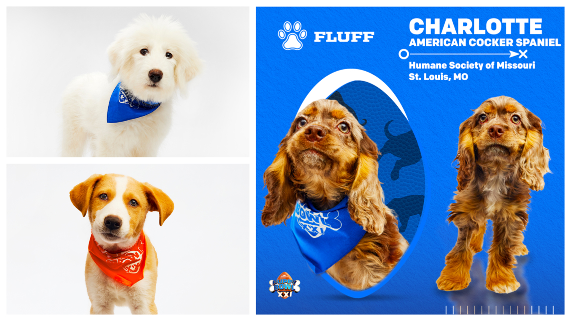 3 St. Louis area dogs are competing in this year's Puppy Bowl | wqad.com