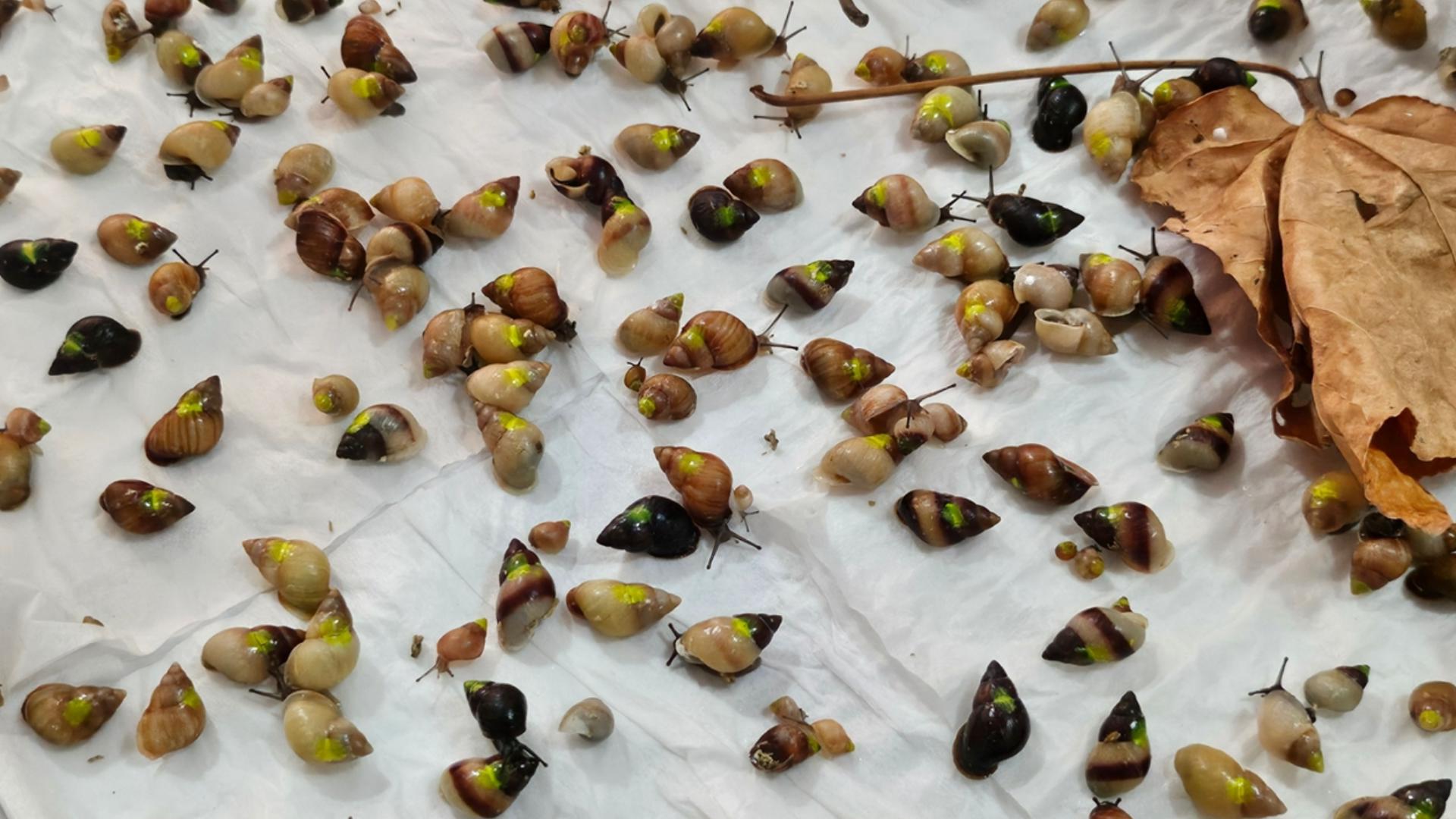 Very tiny snail the first to come back from extinction, Zoo says | wqad.com