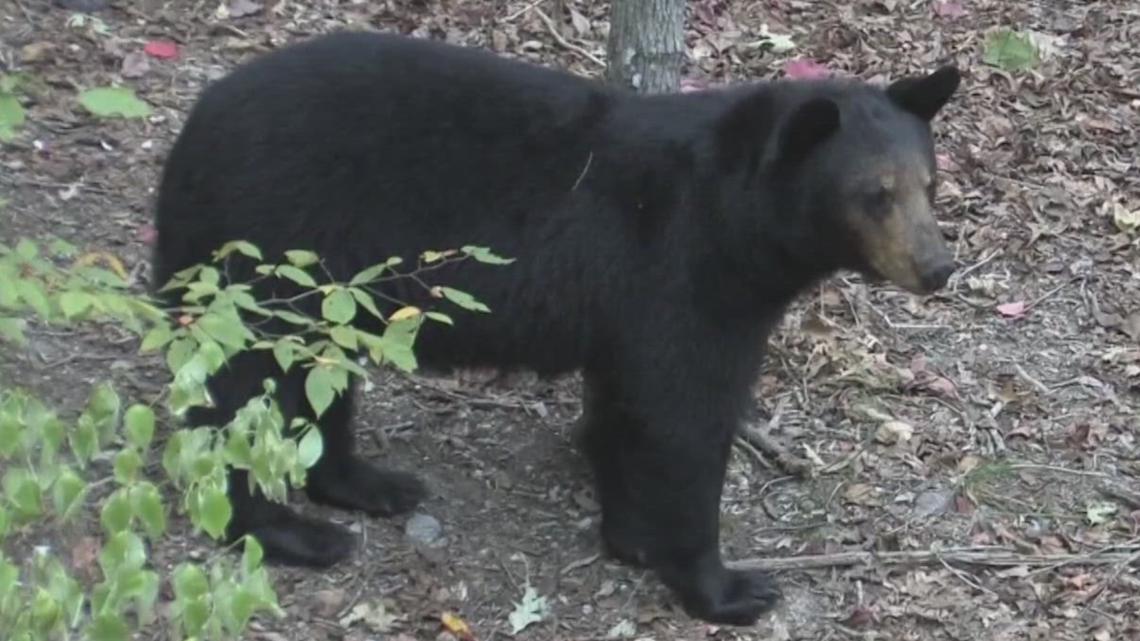 Is black bear population increasing in Arkansas? | 5newsonline.com