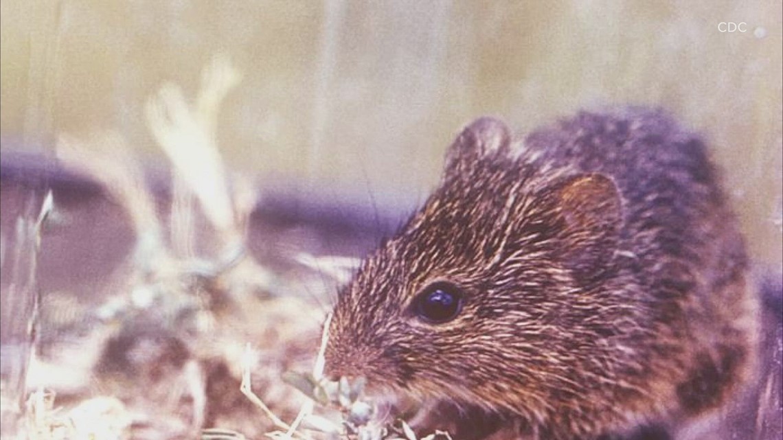 Confirmed case of human in Arkansas infected by a rodent-virus | wthr.com
