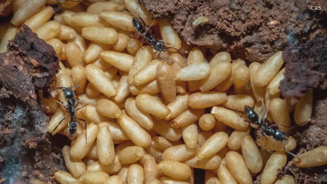 Invasive Asian needle ant with potentially fatal sting seen in Arkansas ...