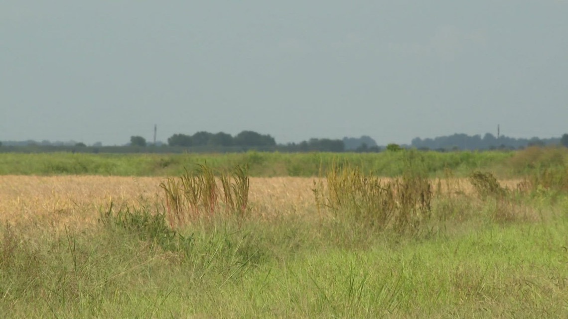 Arkansas family farm bankruptcies rise significantly | 5newsonline.com