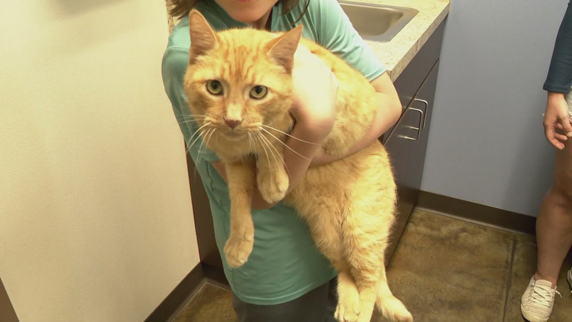 Cat found in Arkansas reunites with family 6 years later | 5newsonline.com