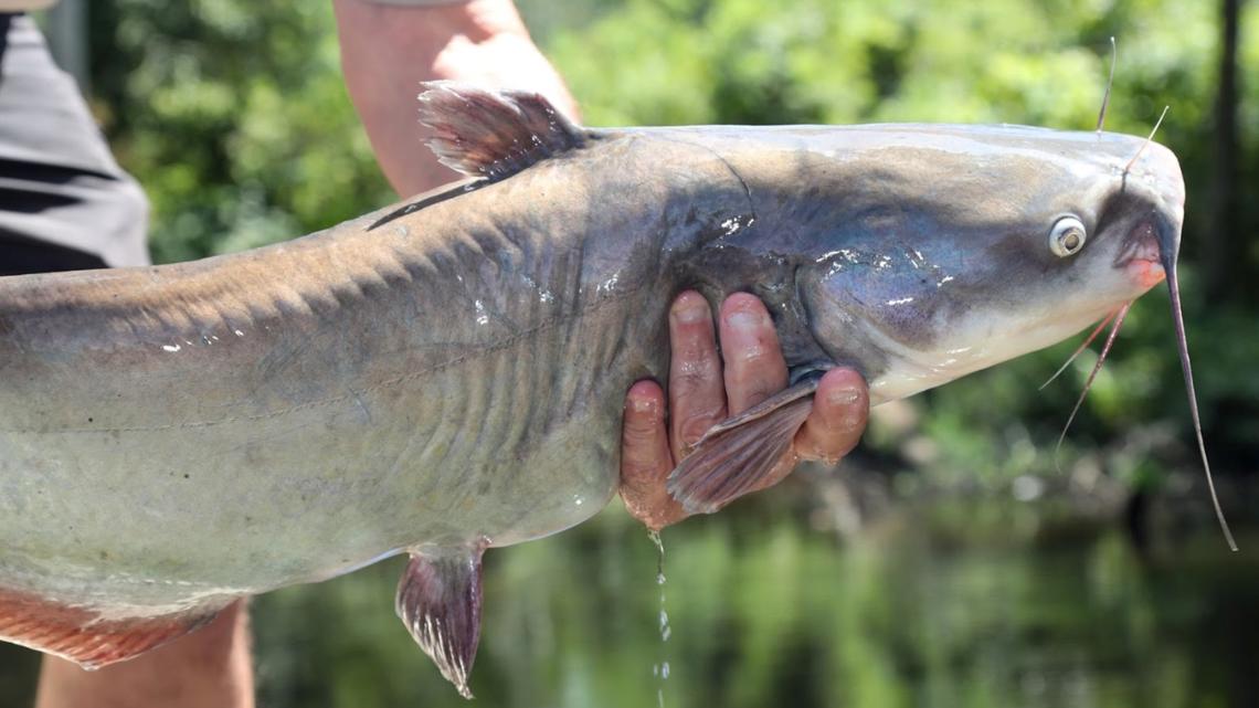 Large catfish donation stocks up AGFC ponds for Arkansas anglers ...