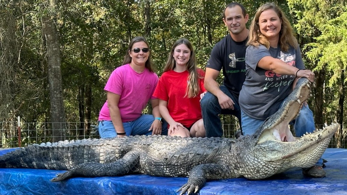 2023 Arkansas alligator hunting season breaks records | 5newsonline.com