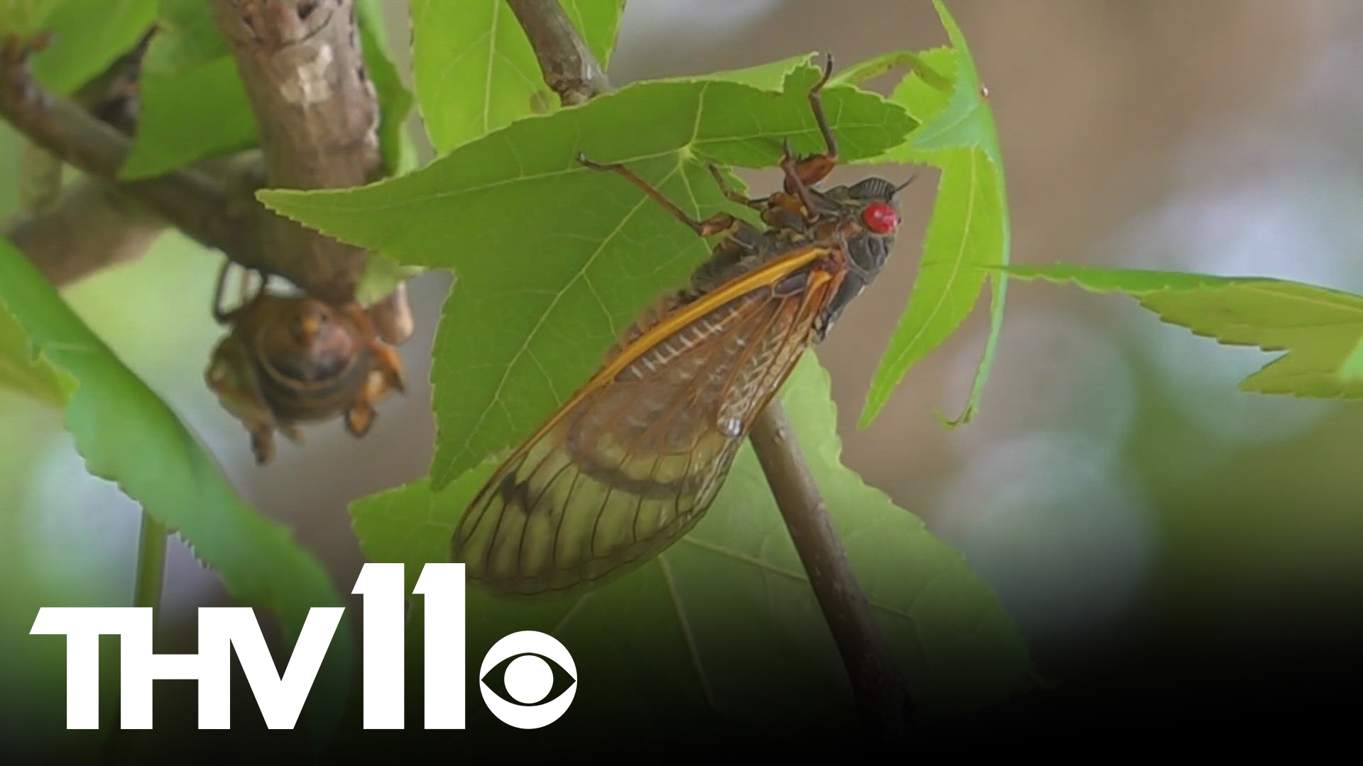 13-year-old singing cicadas emerge in Arkansas | 5newsonline.com
