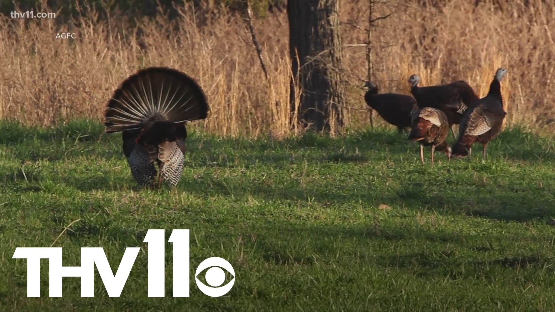 Leftover WMA turkey hunt permits in available for purchase ...