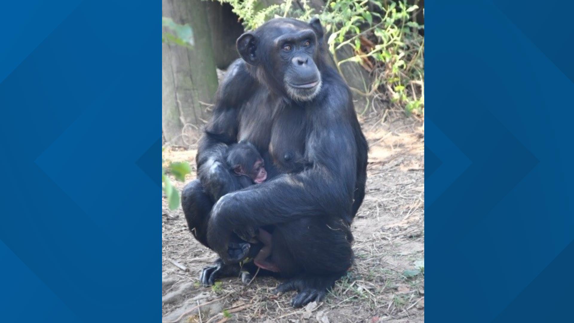 Little Rock Zoo announces the passing of new baby chimpanzee ...