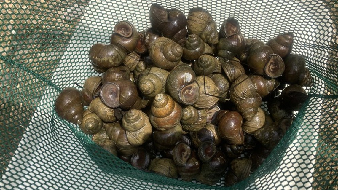 Invasive snails found in two Hot Springs Village lakes | 5newsonline.com