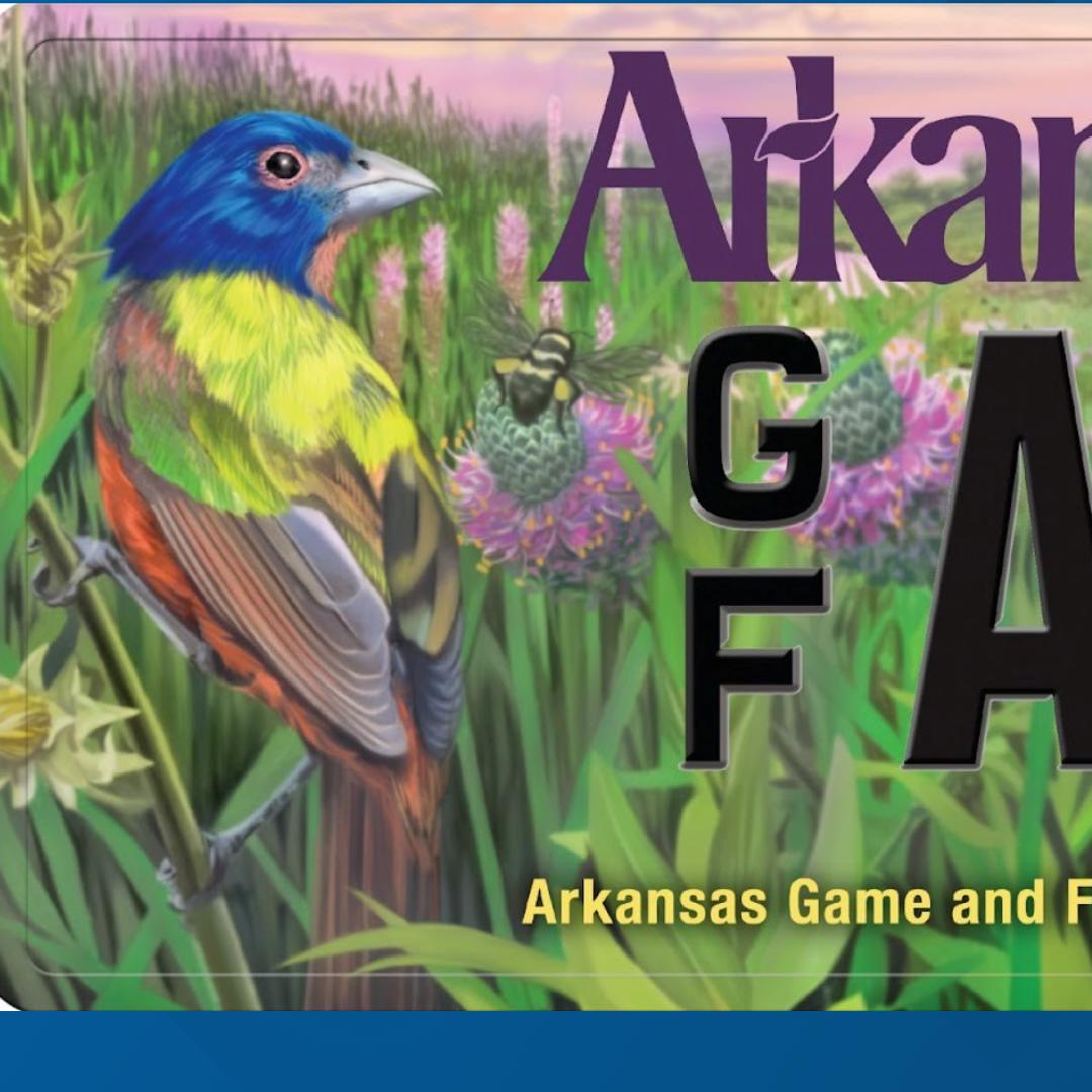 Arkansas Game & Fish Commission reveals new 2026 license plate design ...