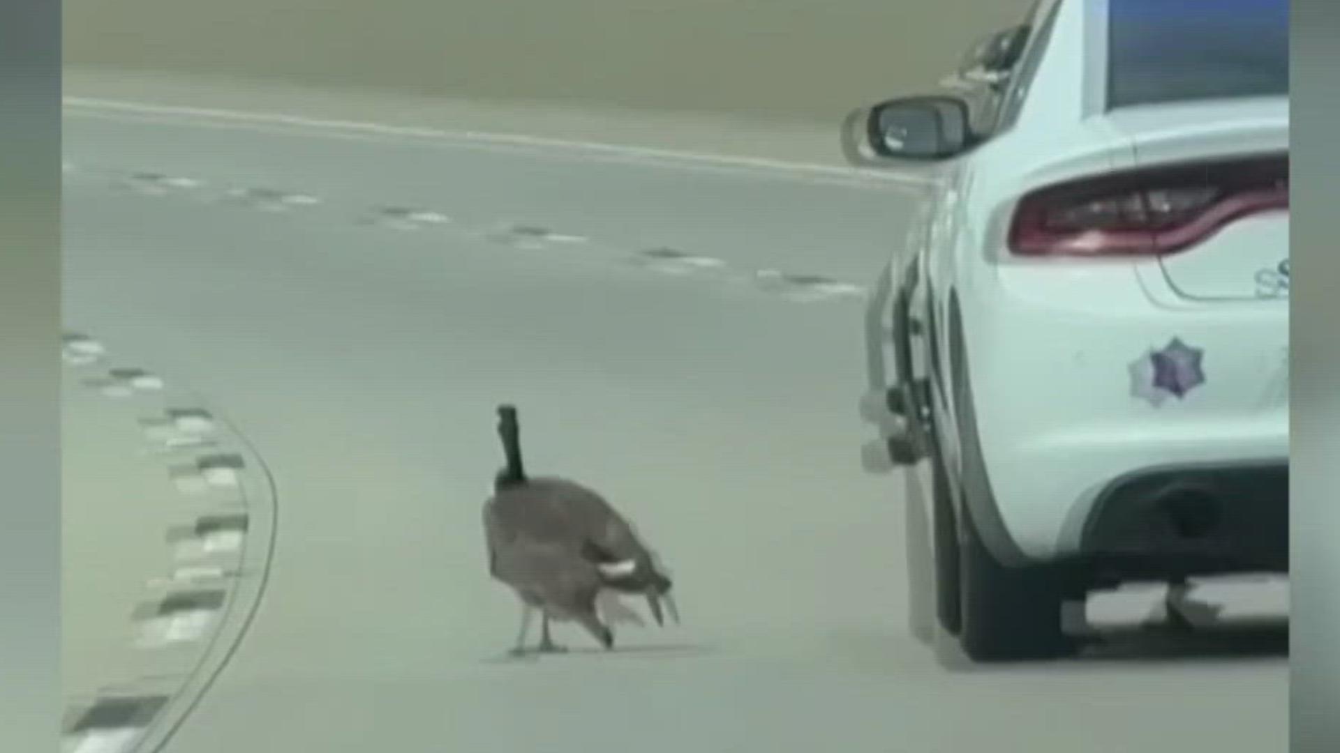 Video of Arkansas police running over geese sparks outrage ...