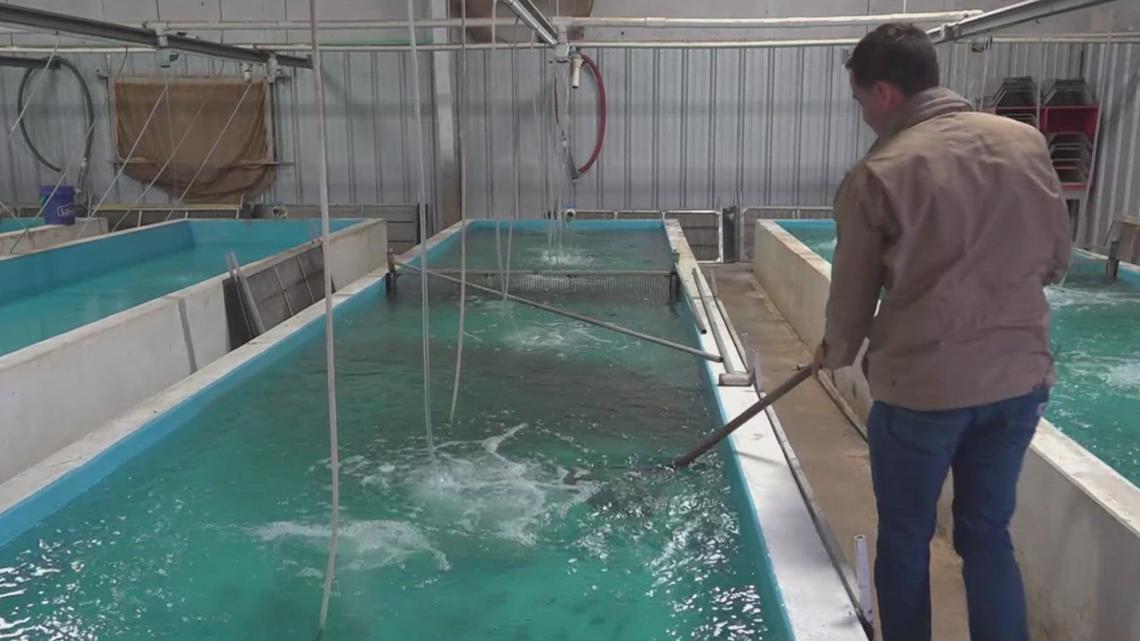 Arkansas fish farm thankful for cooler weather | 5newsonline.com