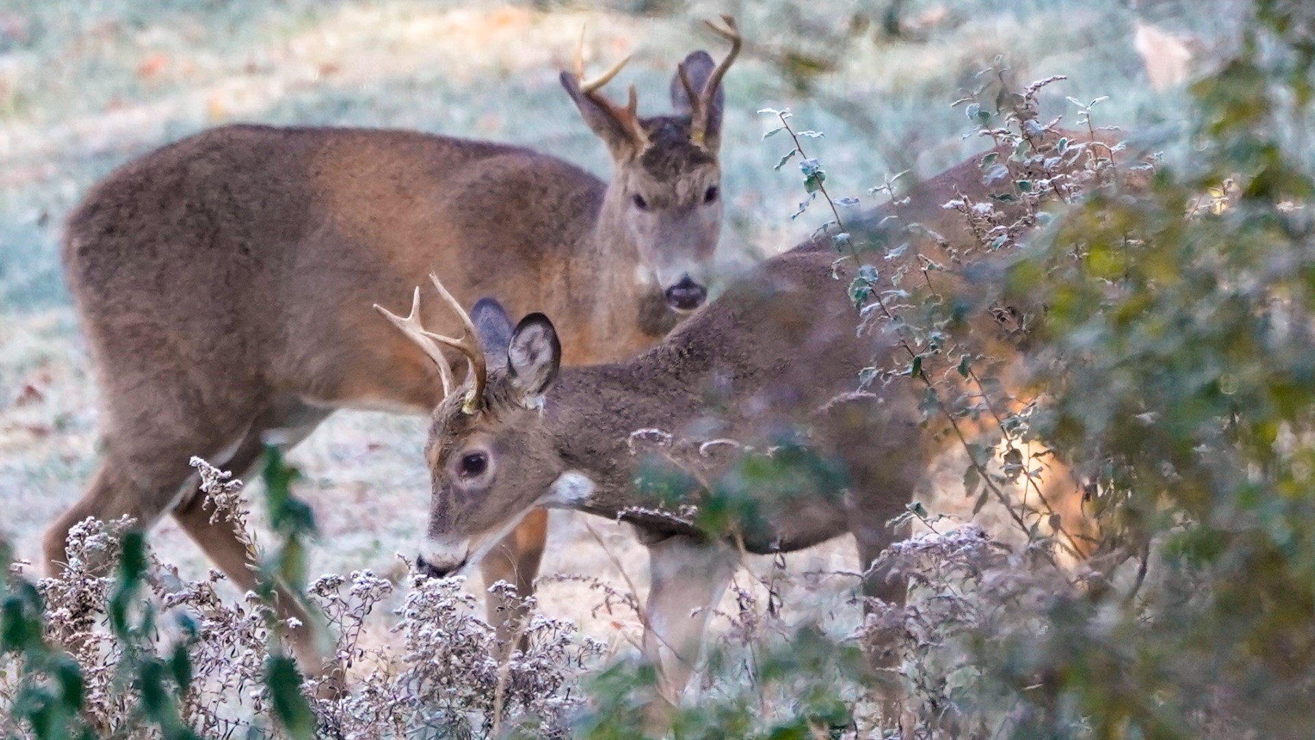 Chronic wasting disease found in Arkansas deer | 5newsonline.com