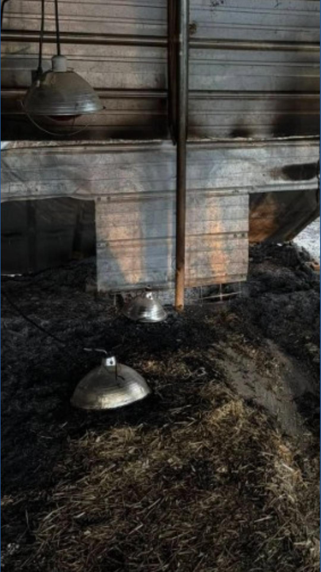 Arkansas animal shelter destroyed in Christmas Day fire | 5newsonline.com