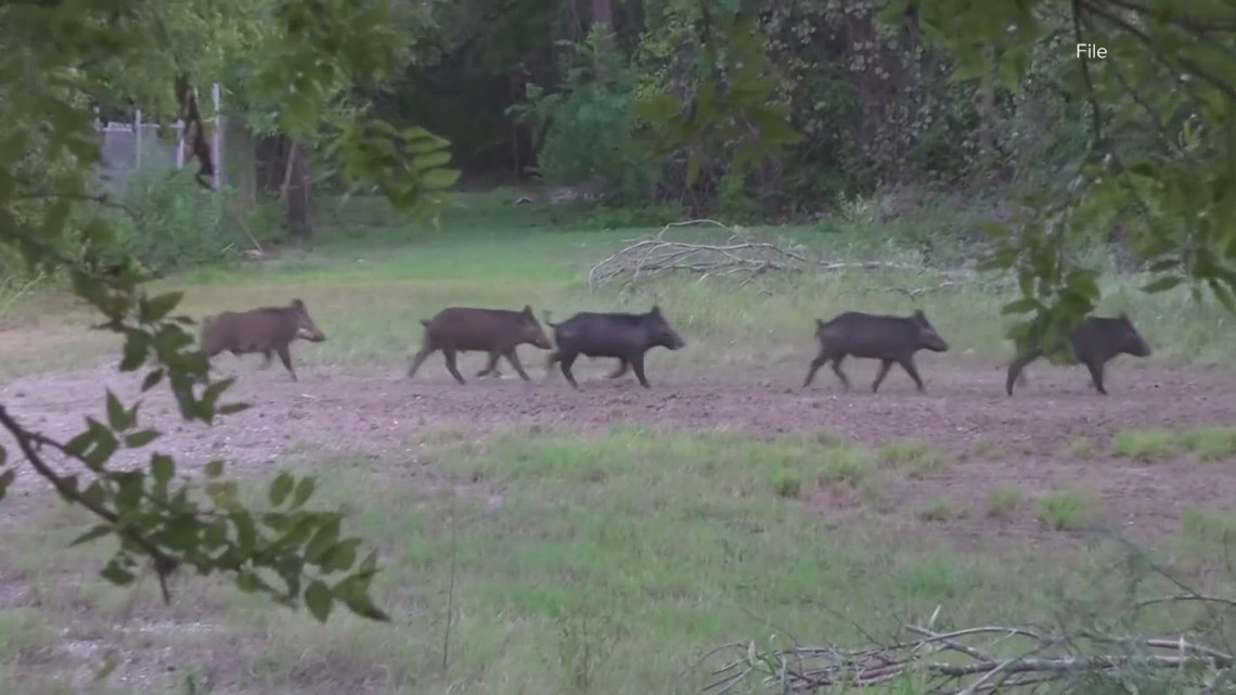 Feral hogs damage rural community in Arkansas | 5newsonline.com