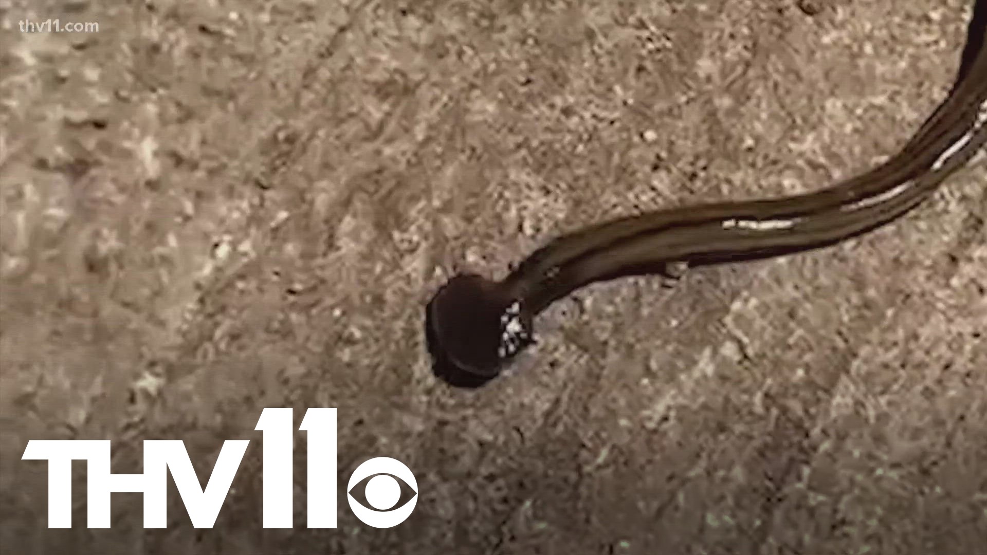 Experts share advice after hammerhead worm found in Little Rock | 5newsonline.com