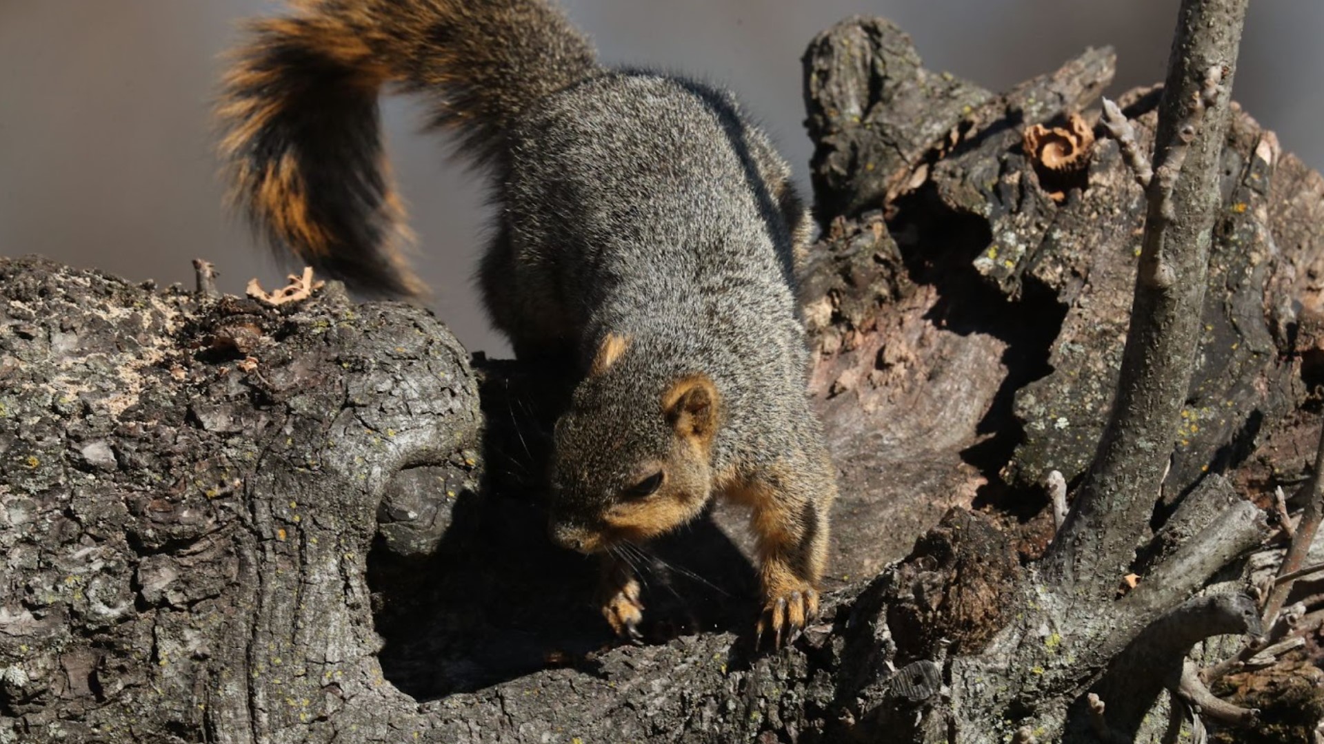 Tennessee spring squirrel hunting season begins May 9 | rocketcitynow.com