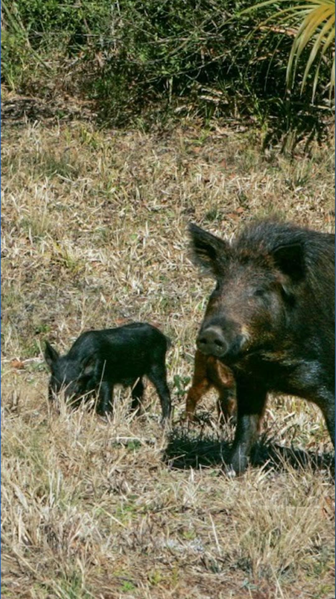 AGFC continues working to eradicate feral hogs | 5newsonline.com