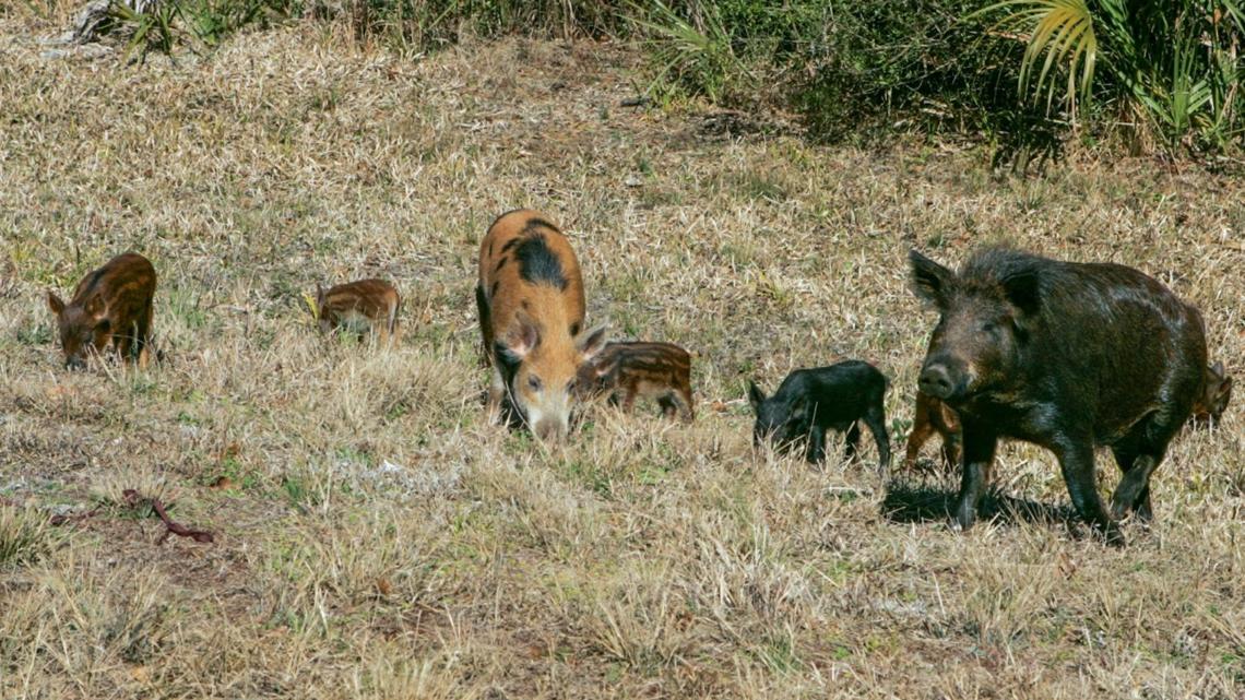 AGFC continues working to eradicate feral hogs | 5newsonline.com
