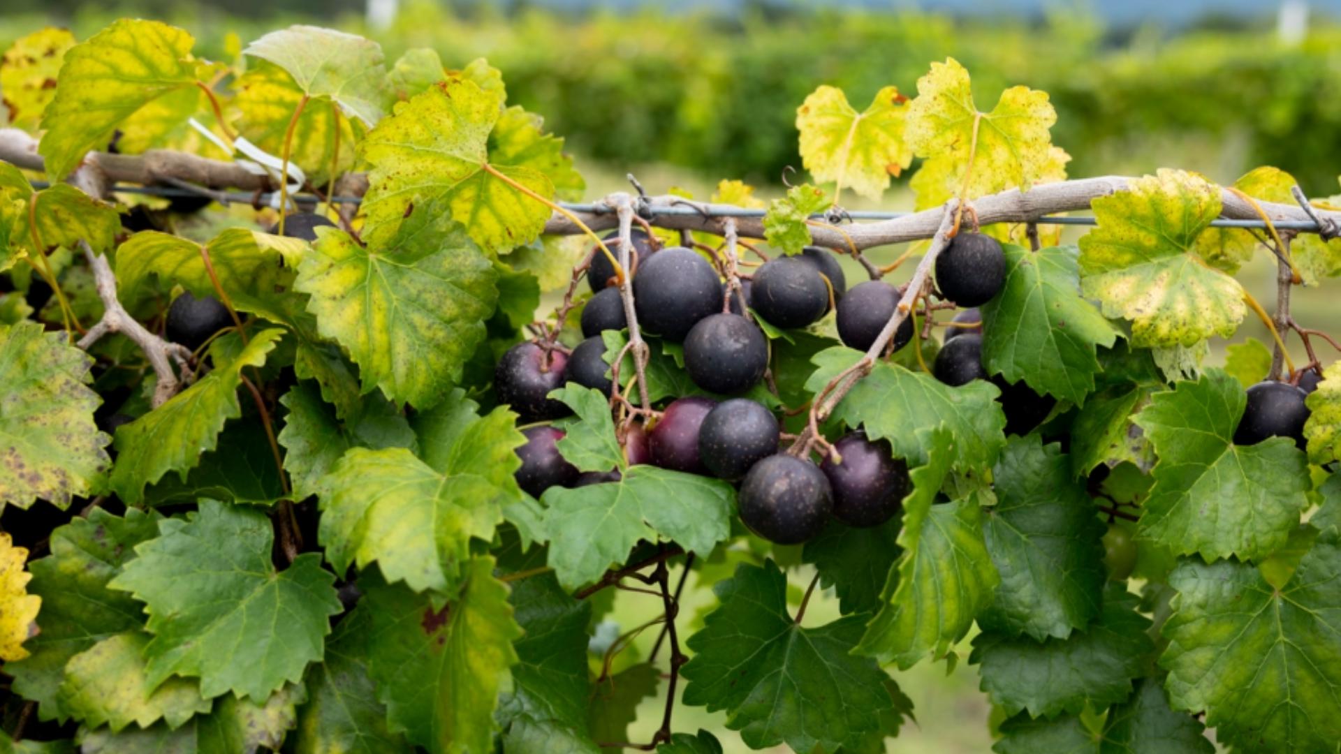 Arkansas grape breeders works to create hybrid from two species ...