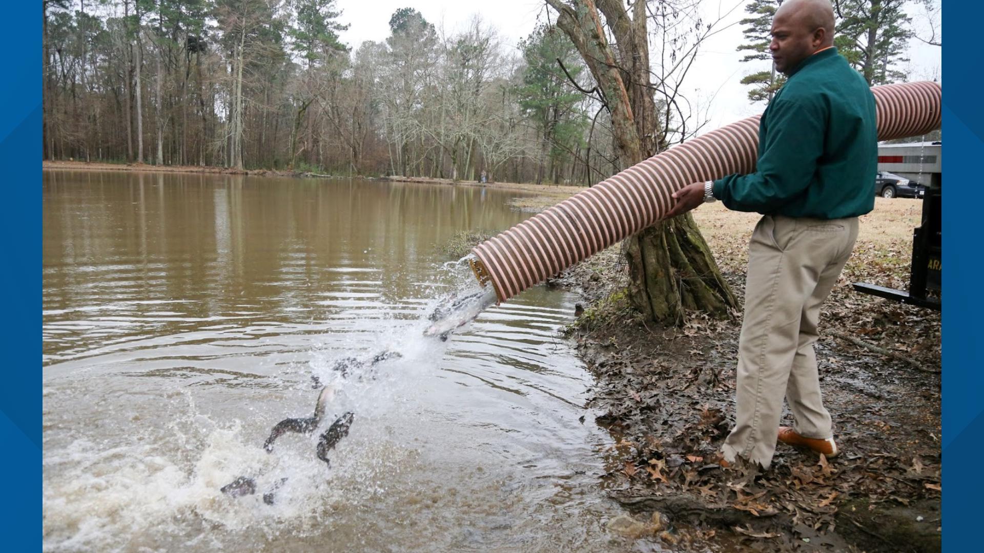 AGFC stocks community ponds with about 60,000 trout | 5newsonline.com