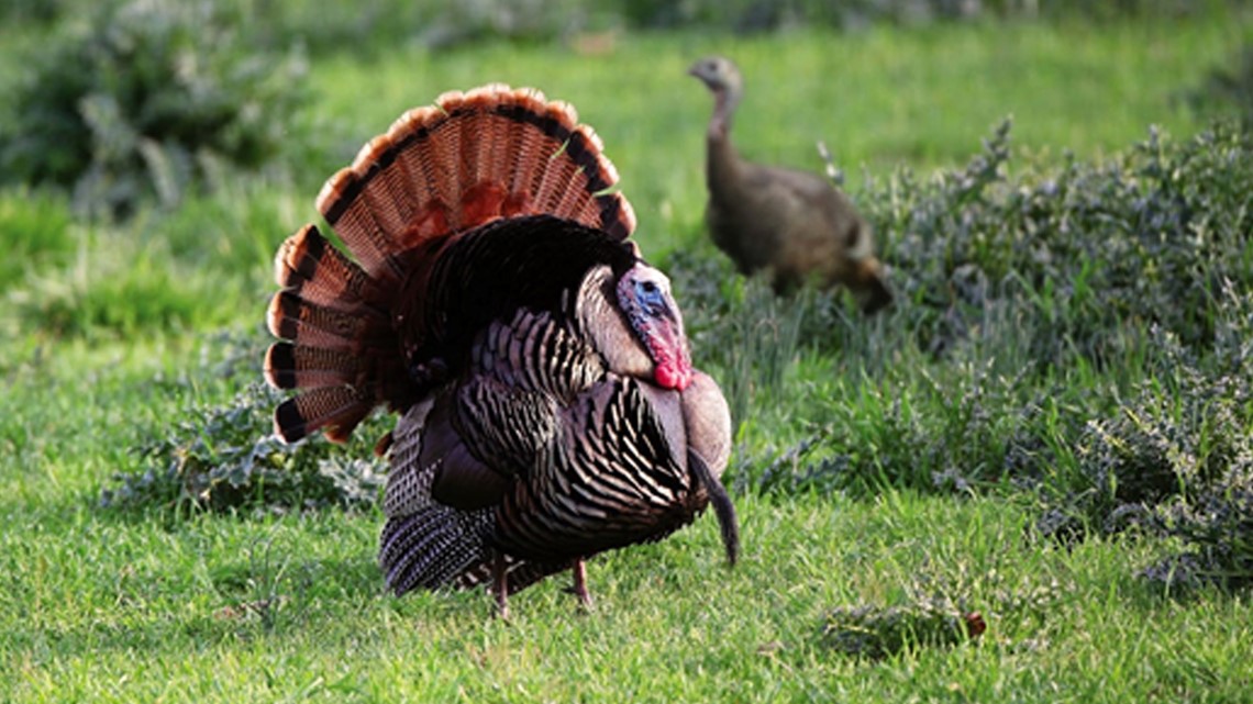 Leftover WMA turkey hunt permits in available for purchase ...