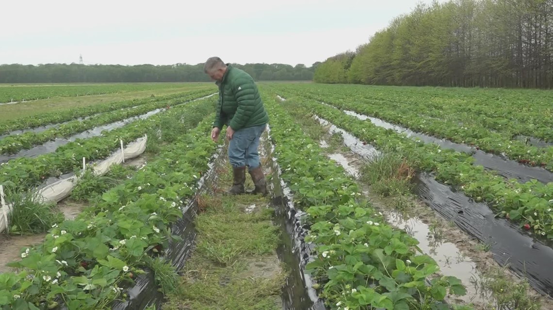 Strawberry season kicks off for Arkansas farmers | 5newsonline.com