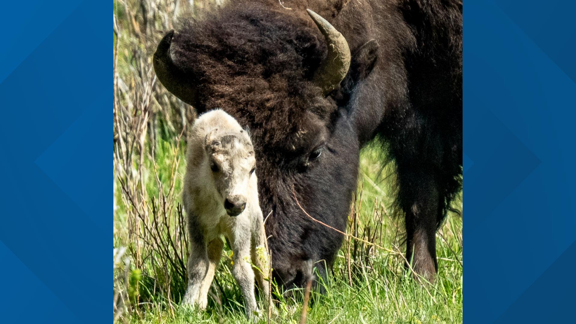 Rare white buffalo calf spotted in Yellowstone National Park ...