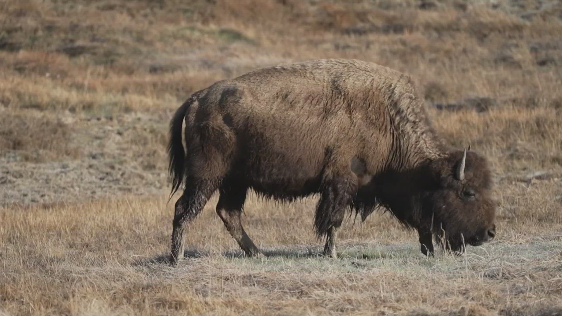Florida man gored by bison at Yellowstone National Park | wthr.com