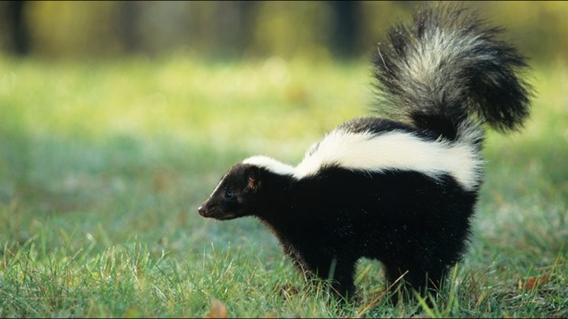 Akron Borough residents on watch for 'very aggressive' skunks attacking ...