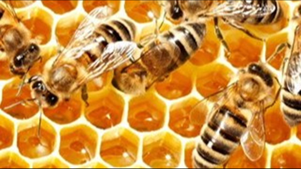 Study finds bees are better at pollinating soybeans than plant ...