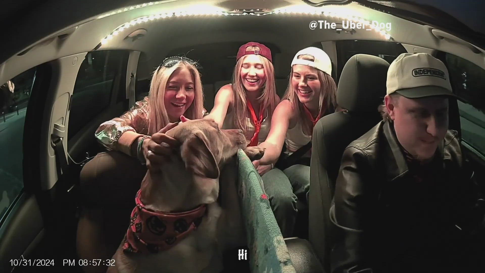 'Uber dog' from Colorado becomes internet sensation | wthr.com