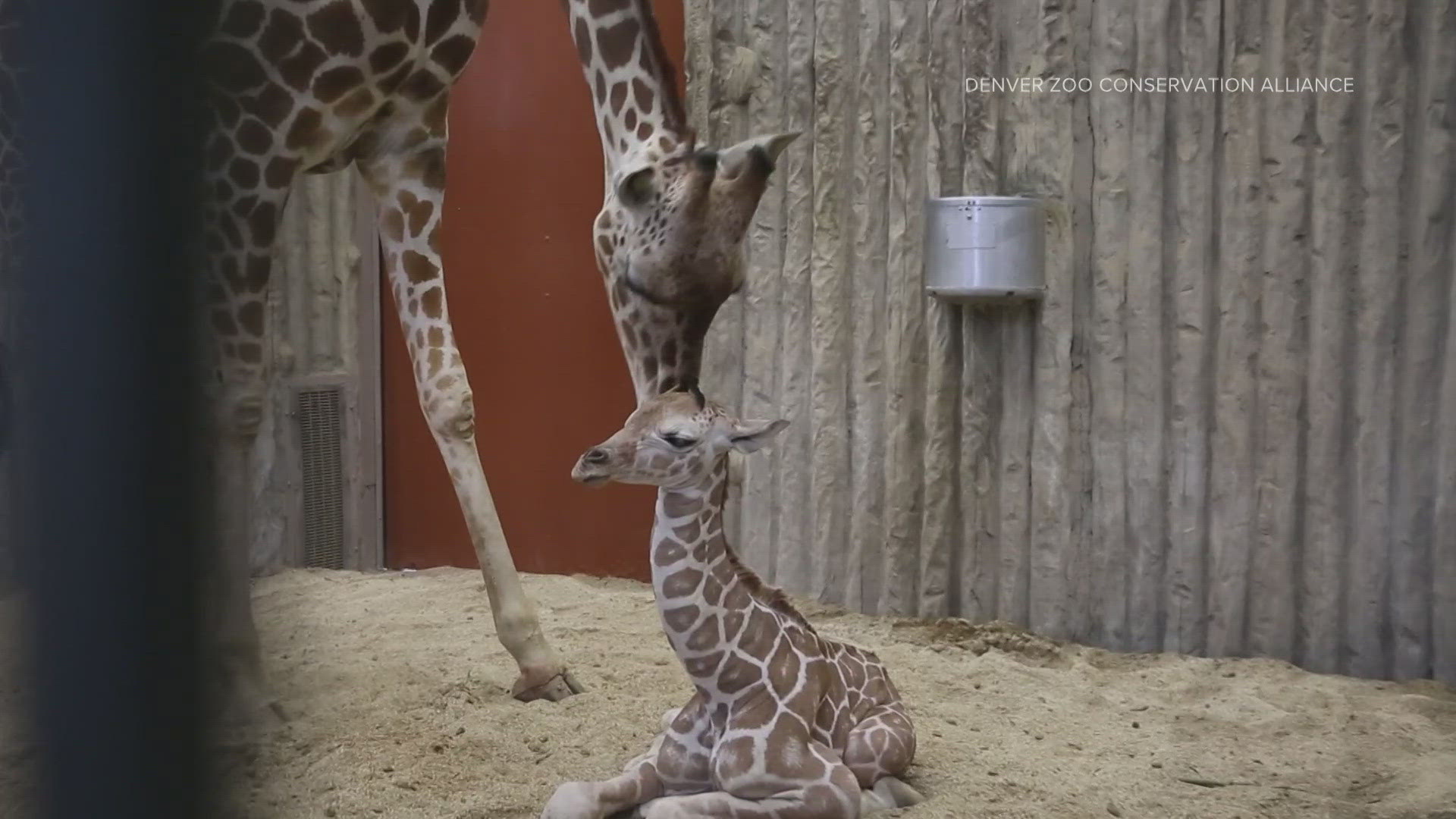 Baby giraffe born at Denver Zoo: See the cute first photos ...