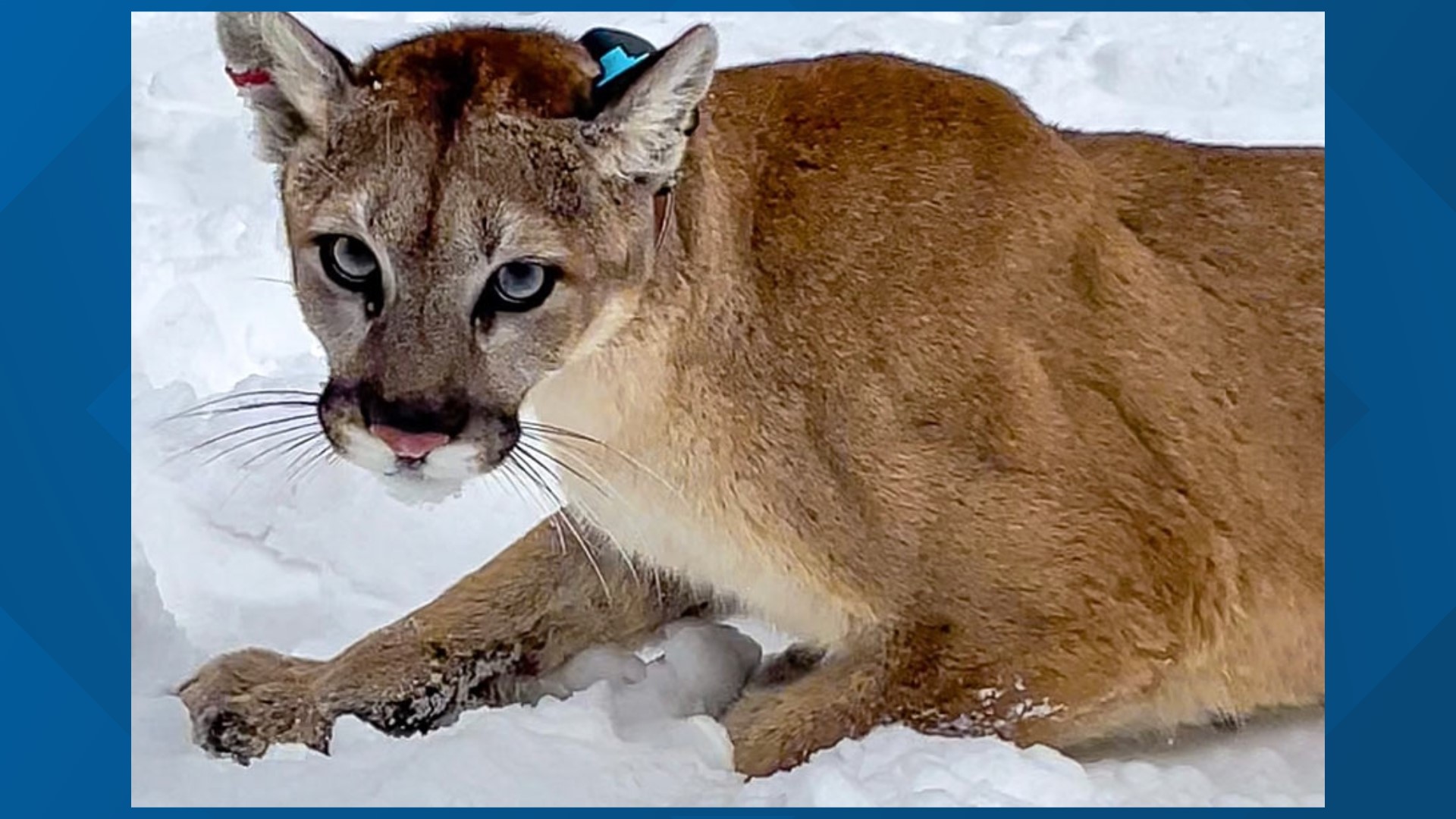 Cougar travels 1,000 miles to Colorado | fox43.com
