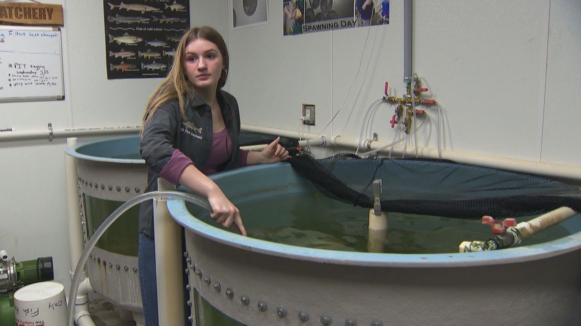 Palisade High School students raise razorback sucker fish | wqad.com
