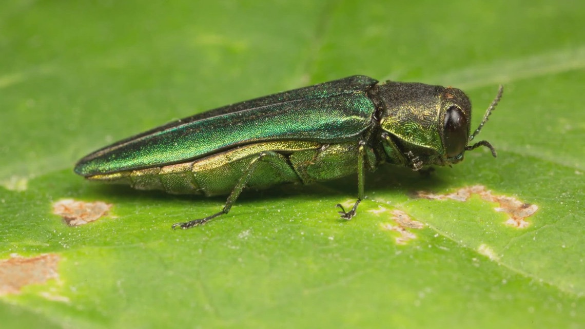 Emerald ash borers in Iowa: Invasive species reaches 99th county | wqad.com
