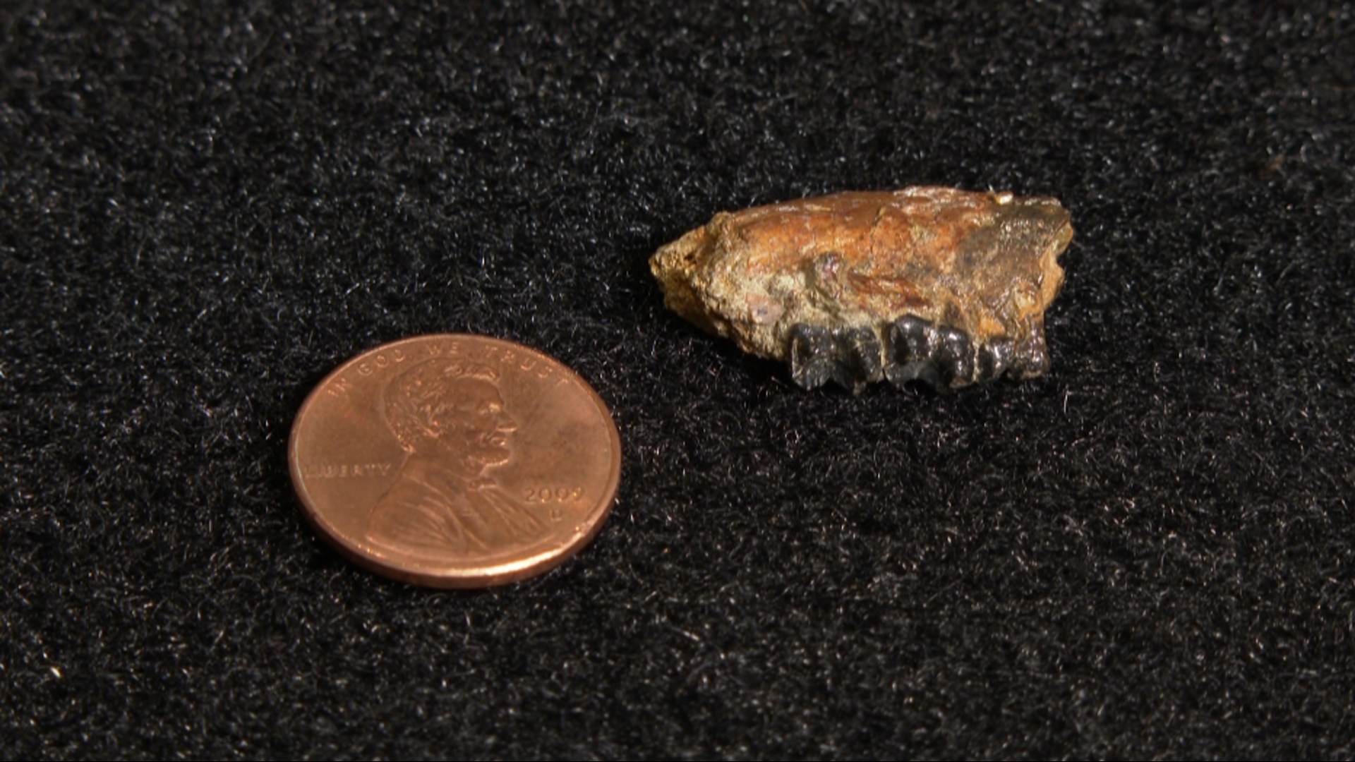 Fossil of mammal 'swamp dweller' discovered in western Colorado ...