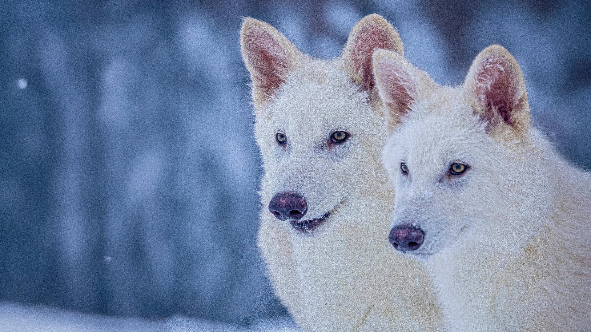 Texas-based research company brings the dire wolf back to life after ...