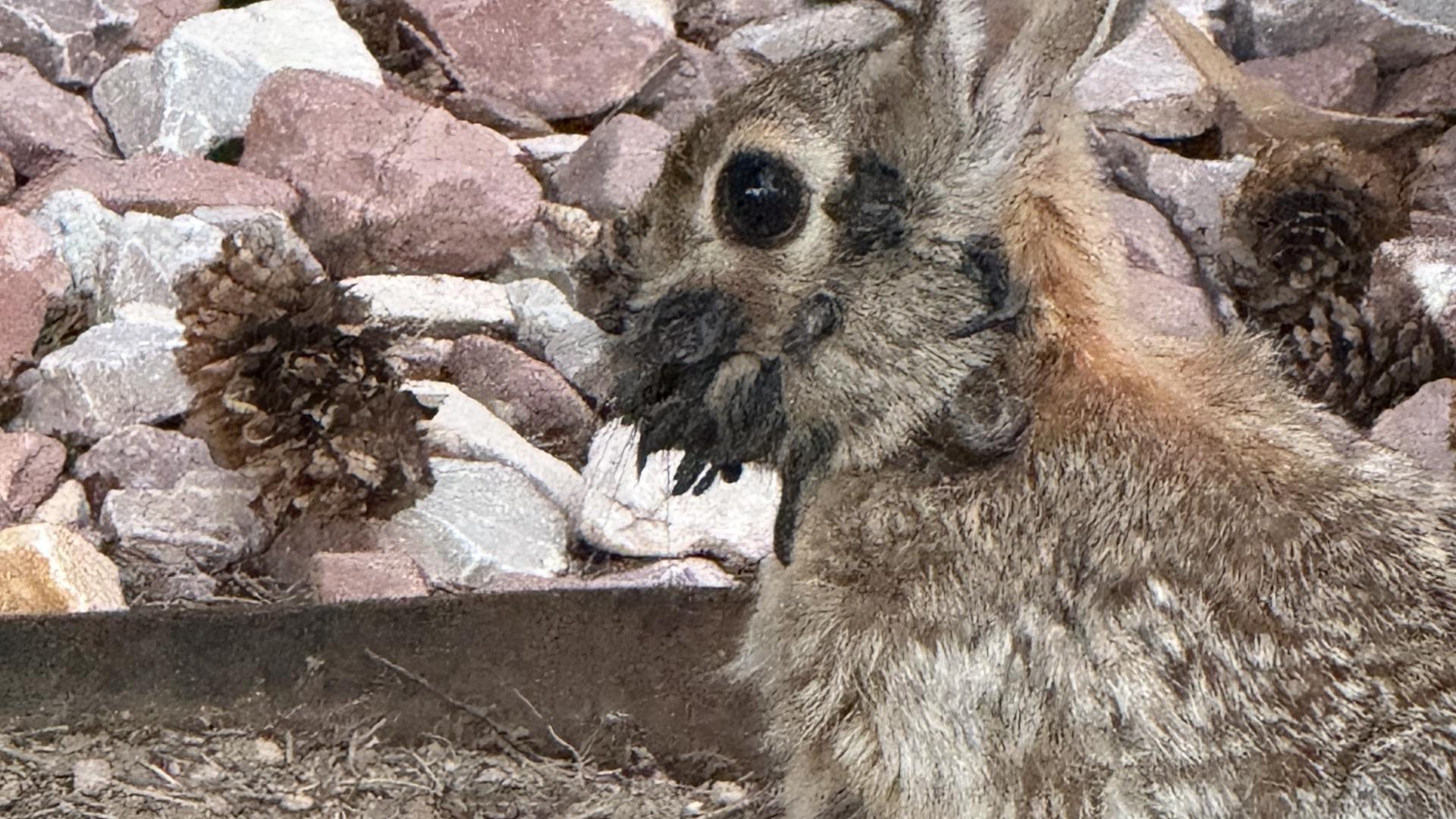 Colorado rabbits show bizarre' 'tentacle' growths on their heads | wthr.com