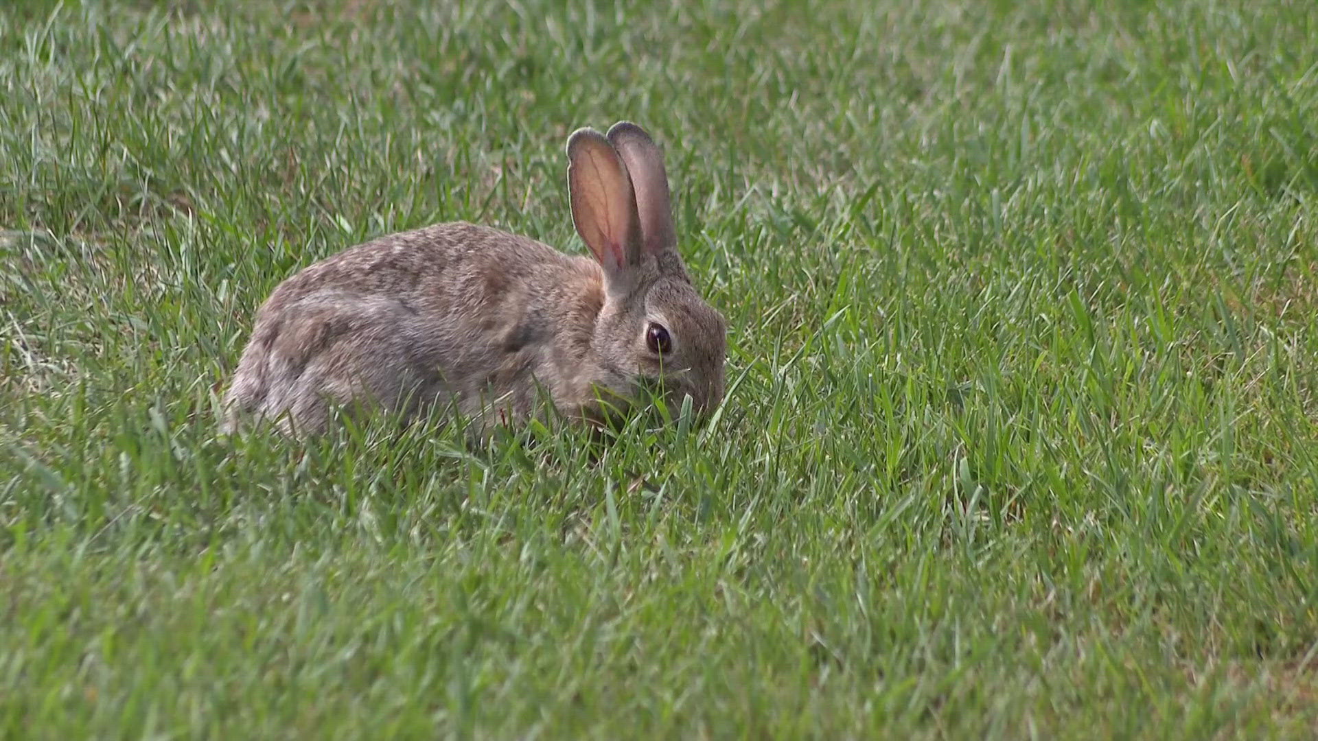 Colorado rabbits show bizarre' 'tentacle' growths on their heads | wthr.com