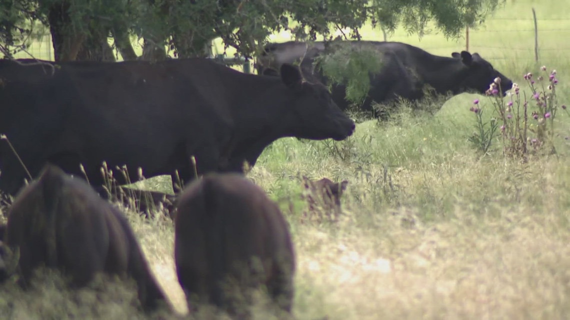 Alabama adds animal import rules after screwworm detection in Texas ...