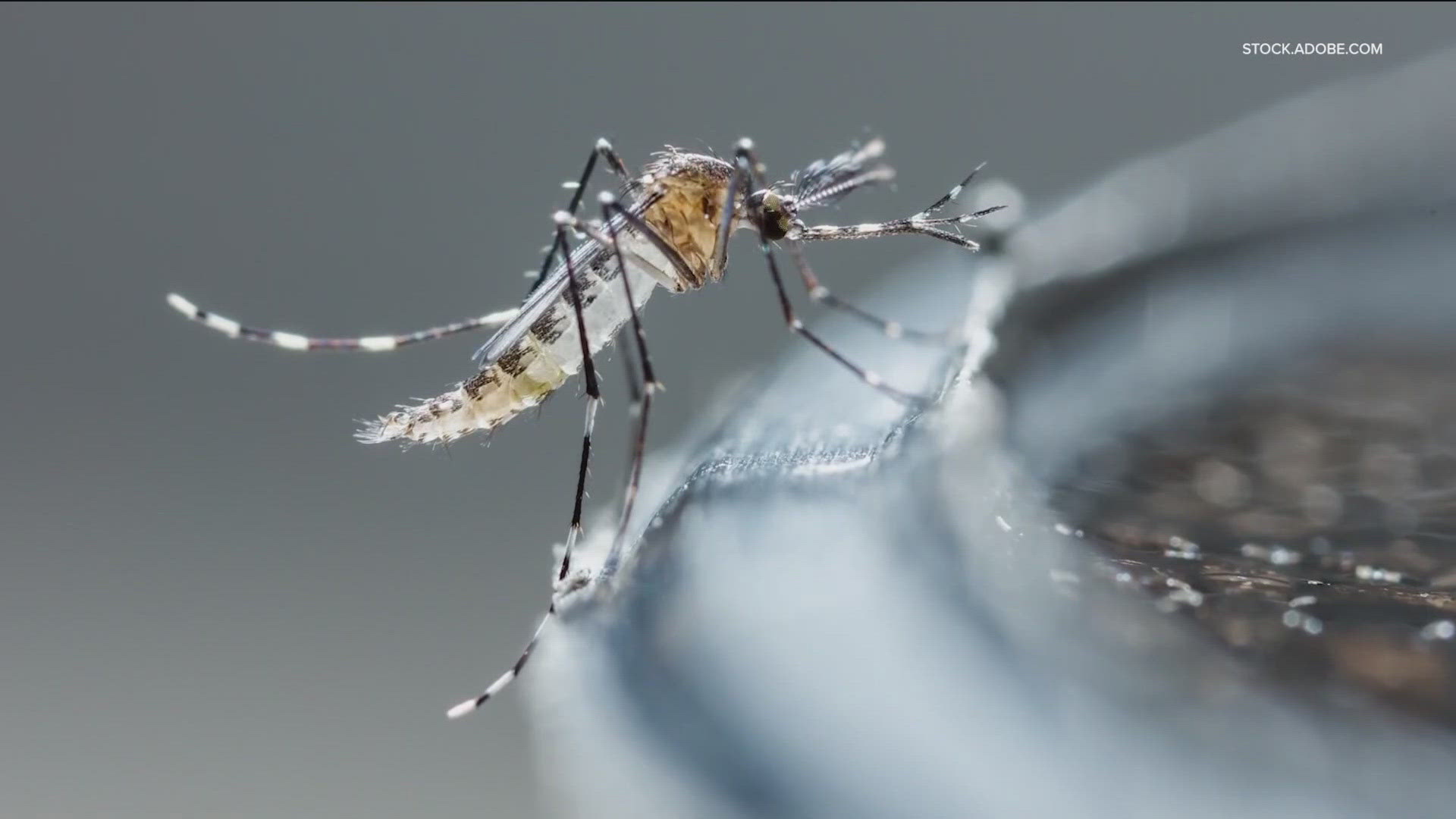 Alabama urges action amid rising mosquito season | rocketcitynow.com