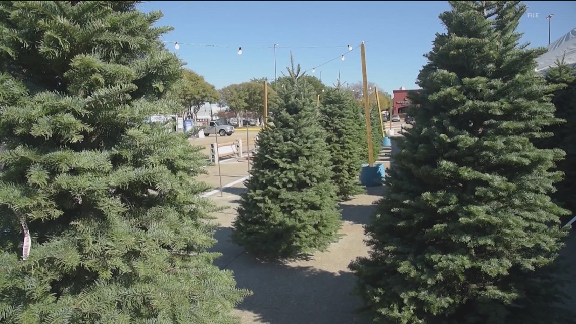 Central Iowa Christmas tree farms welcome holiday business boom ...