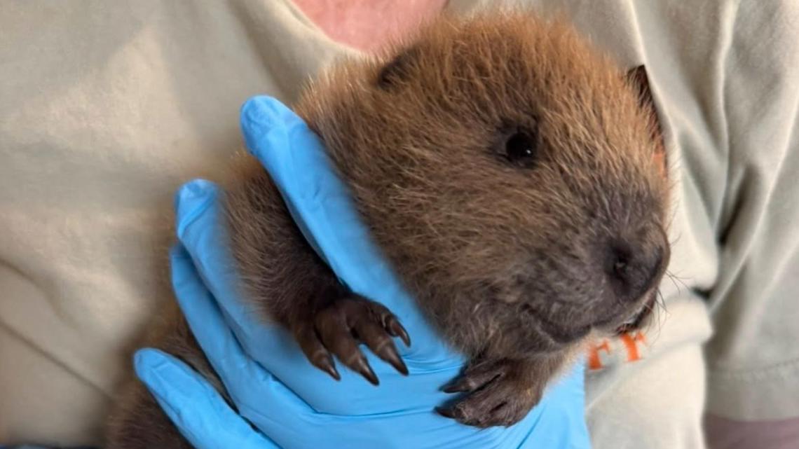 Baby beaver rescued after being found wandering alone on Texas sidewalk ...