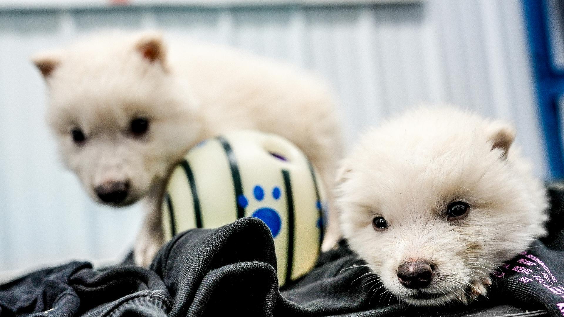 Research company brings dire wolf back to life after 12,000 years ...