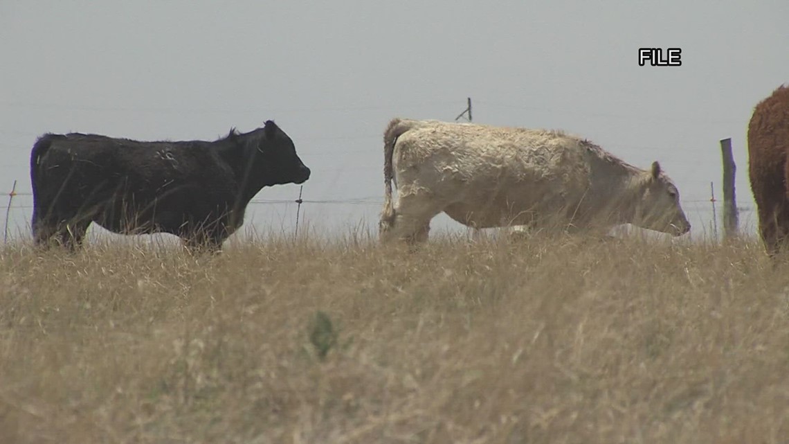 How the Texas Panhandle fires affect the cattle industry | wnep.com