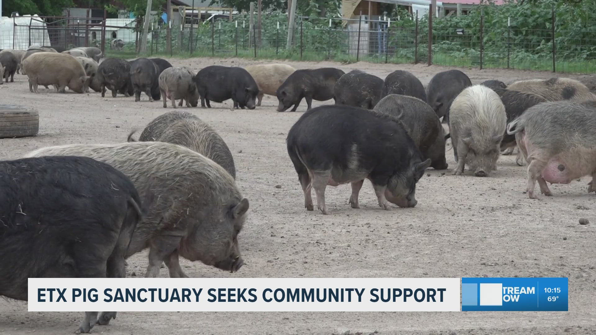 Pig rescue in East Texas gives nearly 300 animals second chances ...