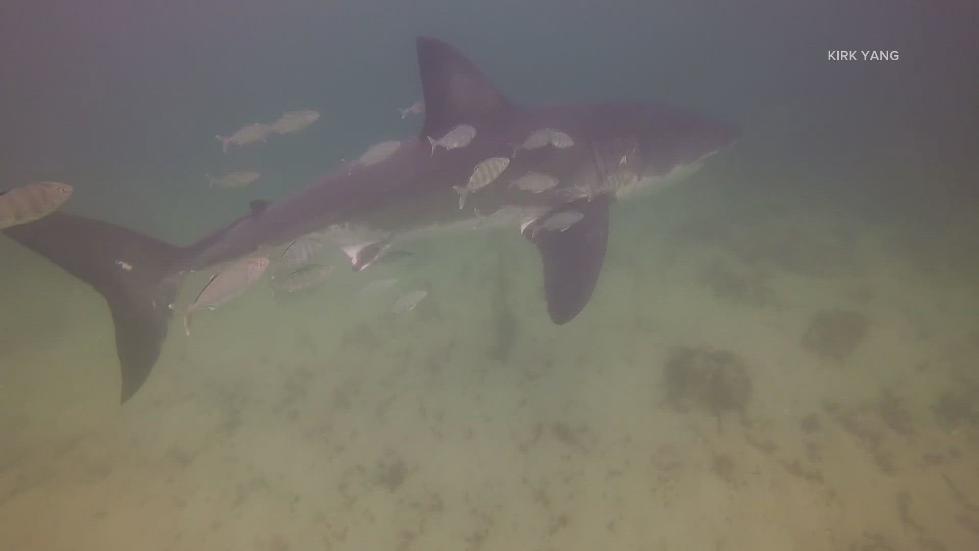 WATCH: Diver's close encounter with shark during trip in Nova Scotia ...